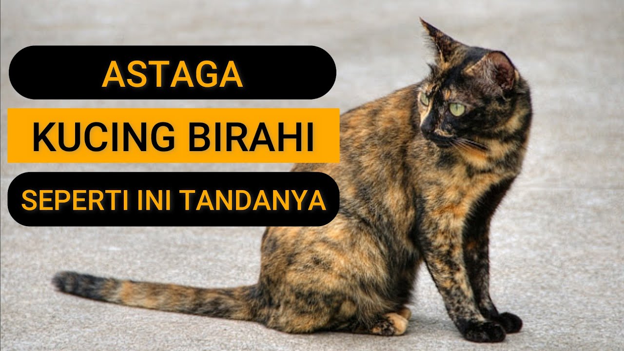 Mengenali Tanda -Tanda Kucing Birahi | Apa Yang Perlu Anda Ketahui # ...