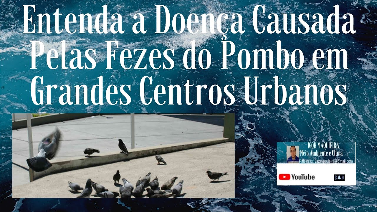 Entenda a Doença do Cocô do Pombo - YouTube