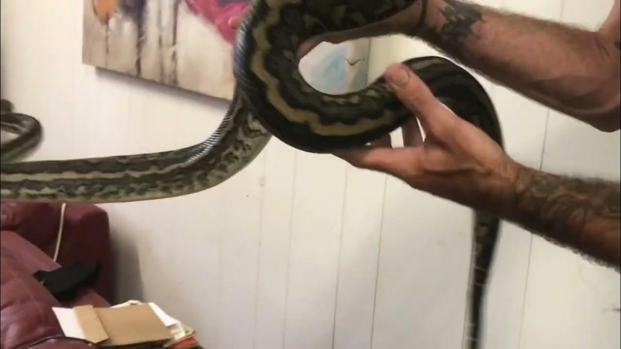 Dude Wakes up to 6ft Python on Him! - YouTube