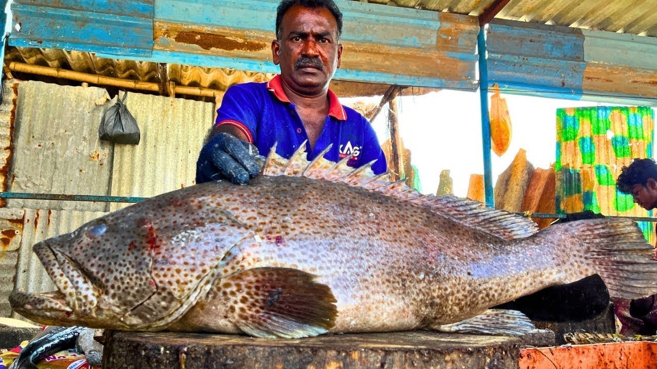 KASIMEDU BIGGEST GROUPER KALAVAN FISH CUTTING VIDEO / CUTTING FOCUS ...
