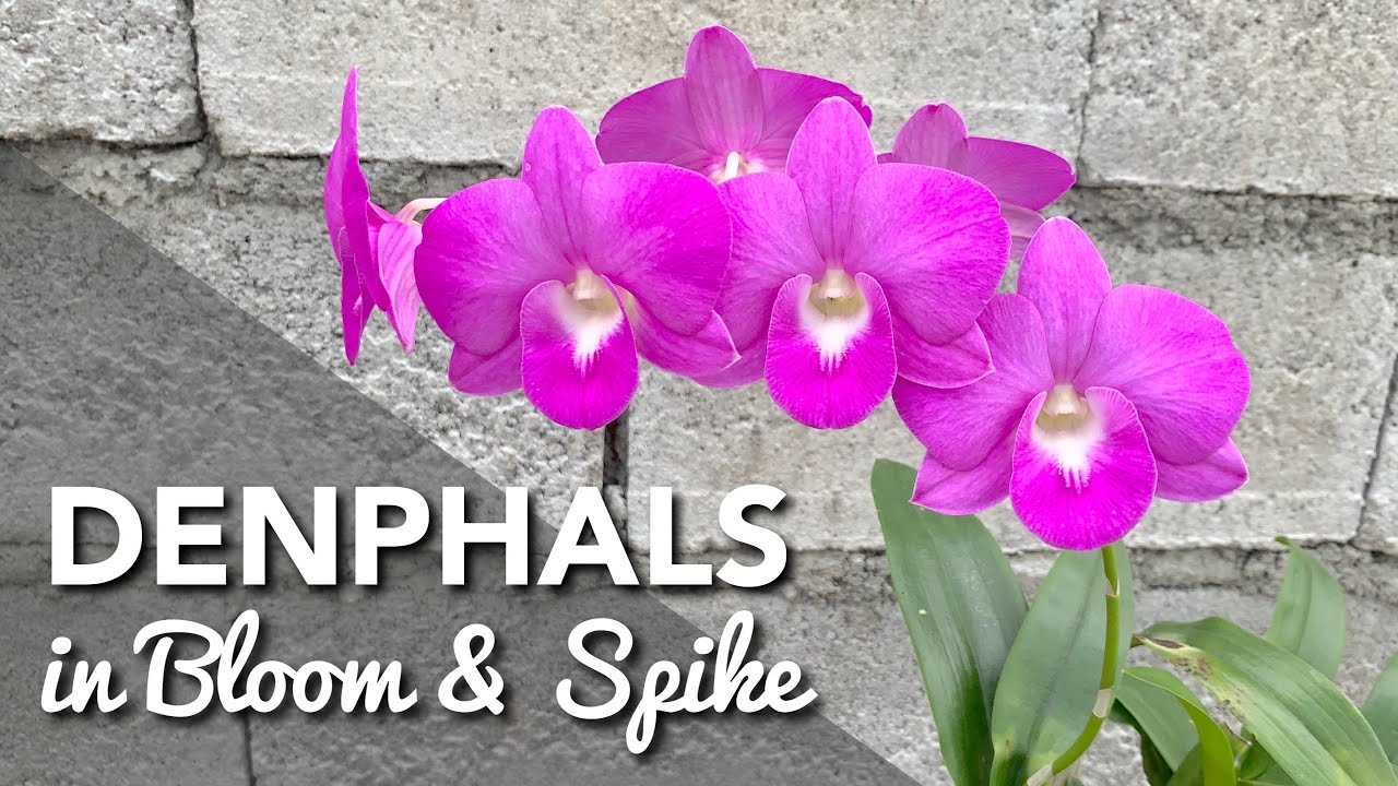 DENPHALS IN BLOOM & SPIKE | Dendrobium Orchids In Bloom & Spike ...