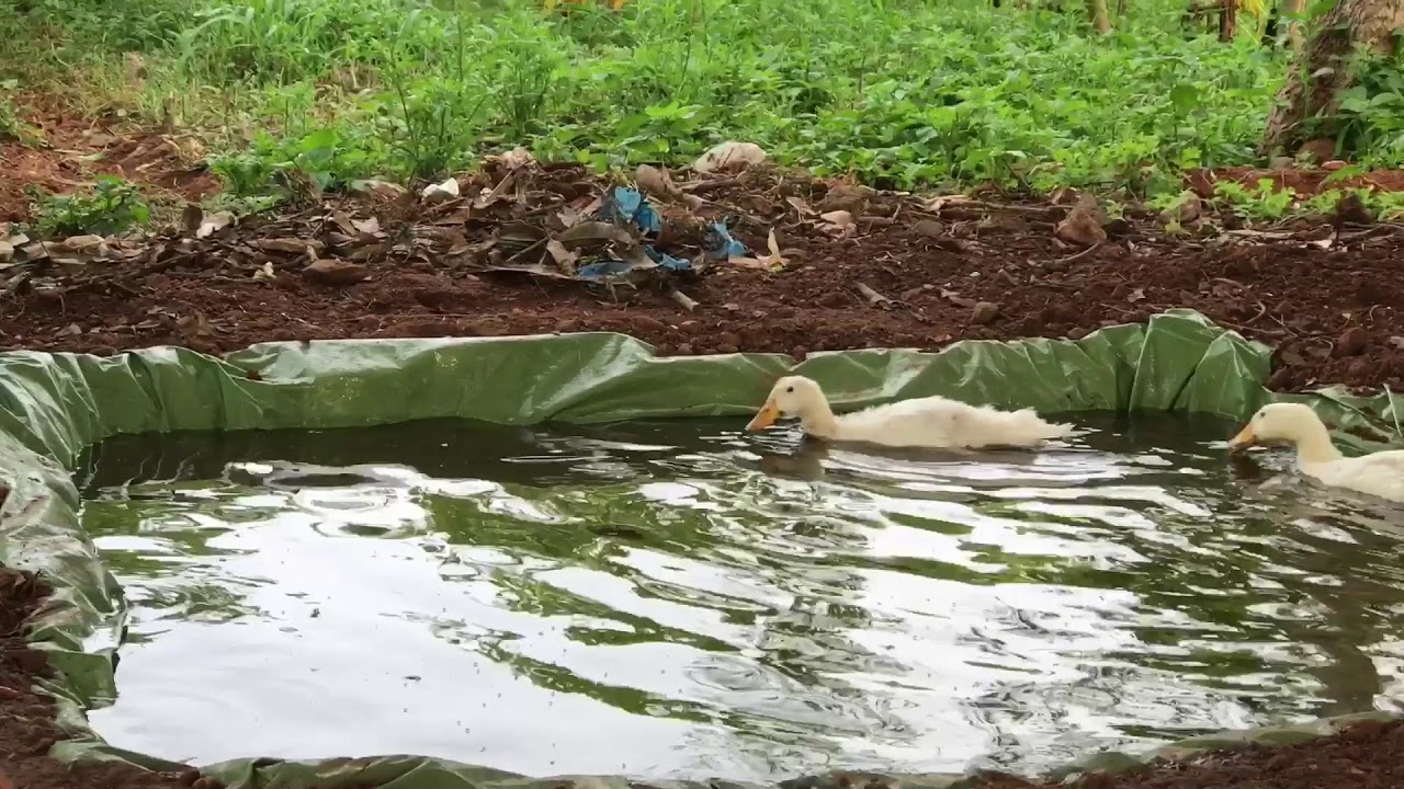 Ducks -hosachiguru integrated farm - YouTube