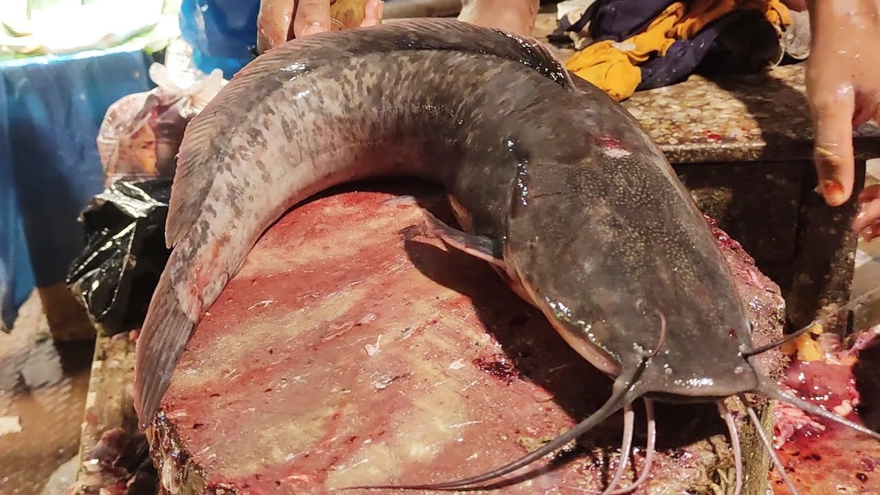 Amazing Magur Fish Cutting Skills | African Catfish Cutting Live In ...