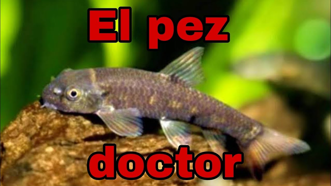 Ficha de cuidados del garra rufa - YouTube