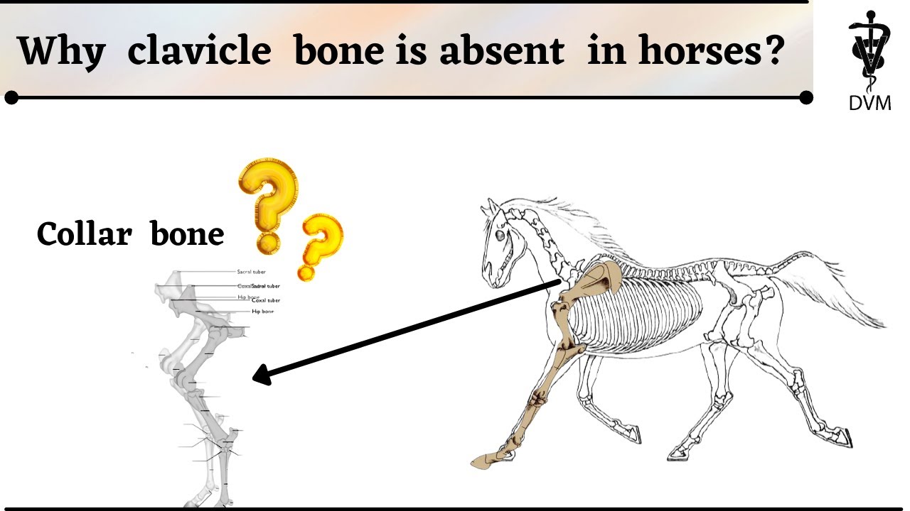 Why clavicle bone is absent in horses? | Collar bone in horse | Doctor ...