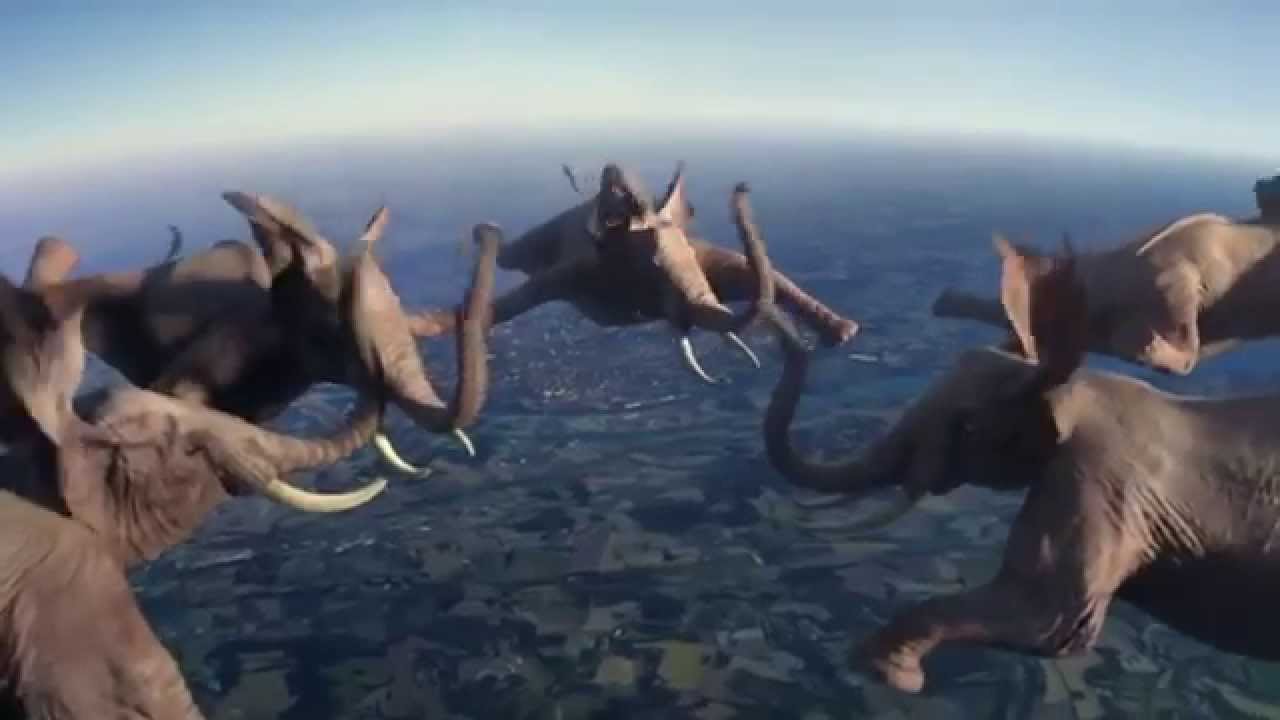Sky Diving Elephants? Is This Real?.. - YouTube