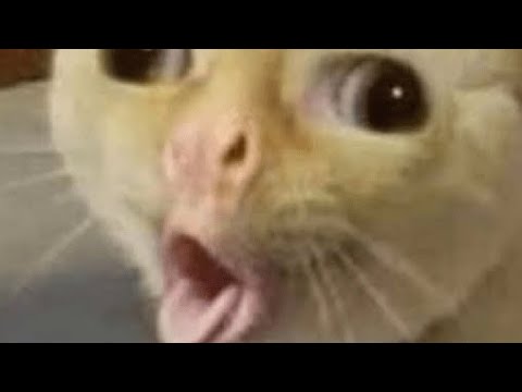 Memes para editar tus videos animales riendose videos de risas (oficial ...
