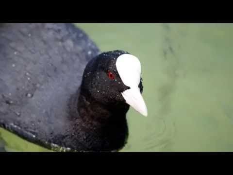 Coot Bird Call Bird Song
