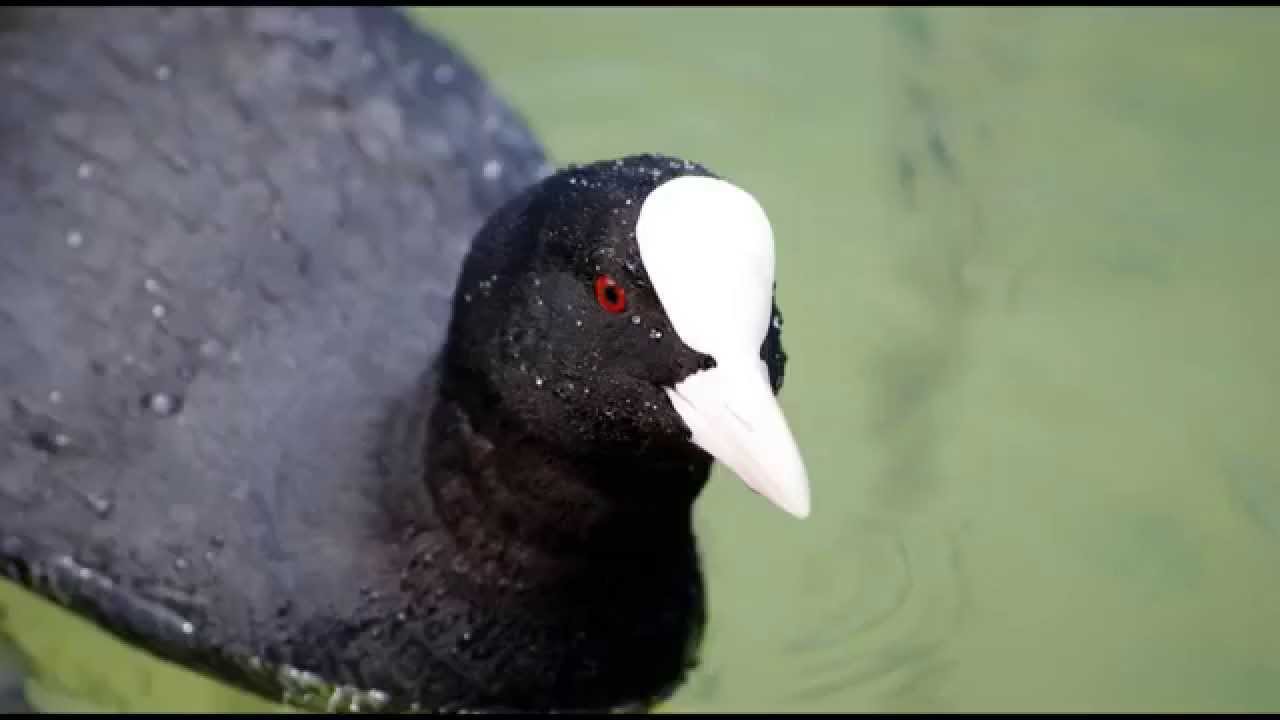 Coot Bird Call Bird Song - YouTube