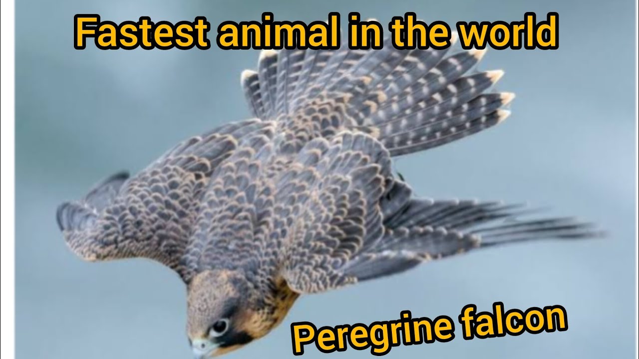 peregrine falcon fastest animal in the world - YouTube