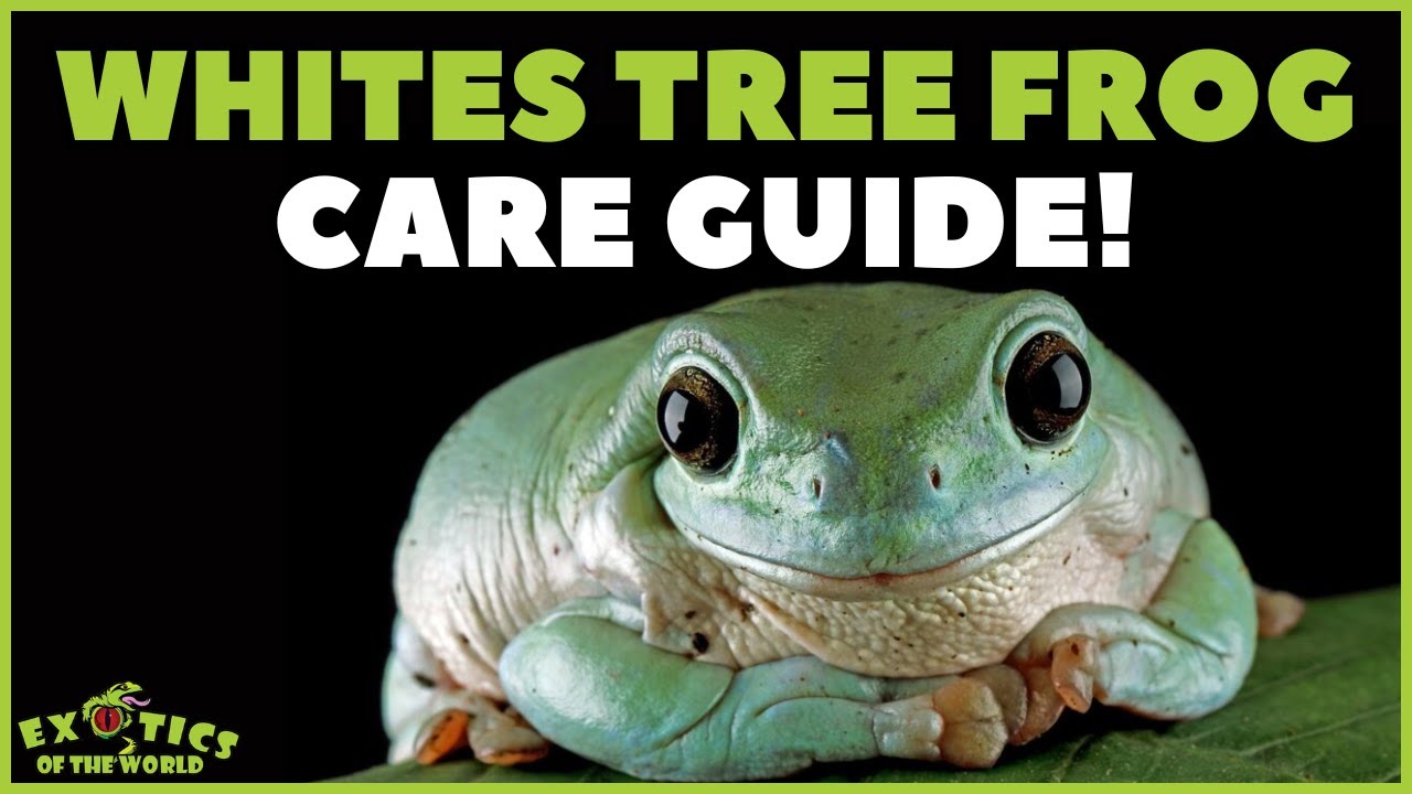 Whites Tree Frog Care Guide - How To Take Care Of A Whites Tree Frog ...