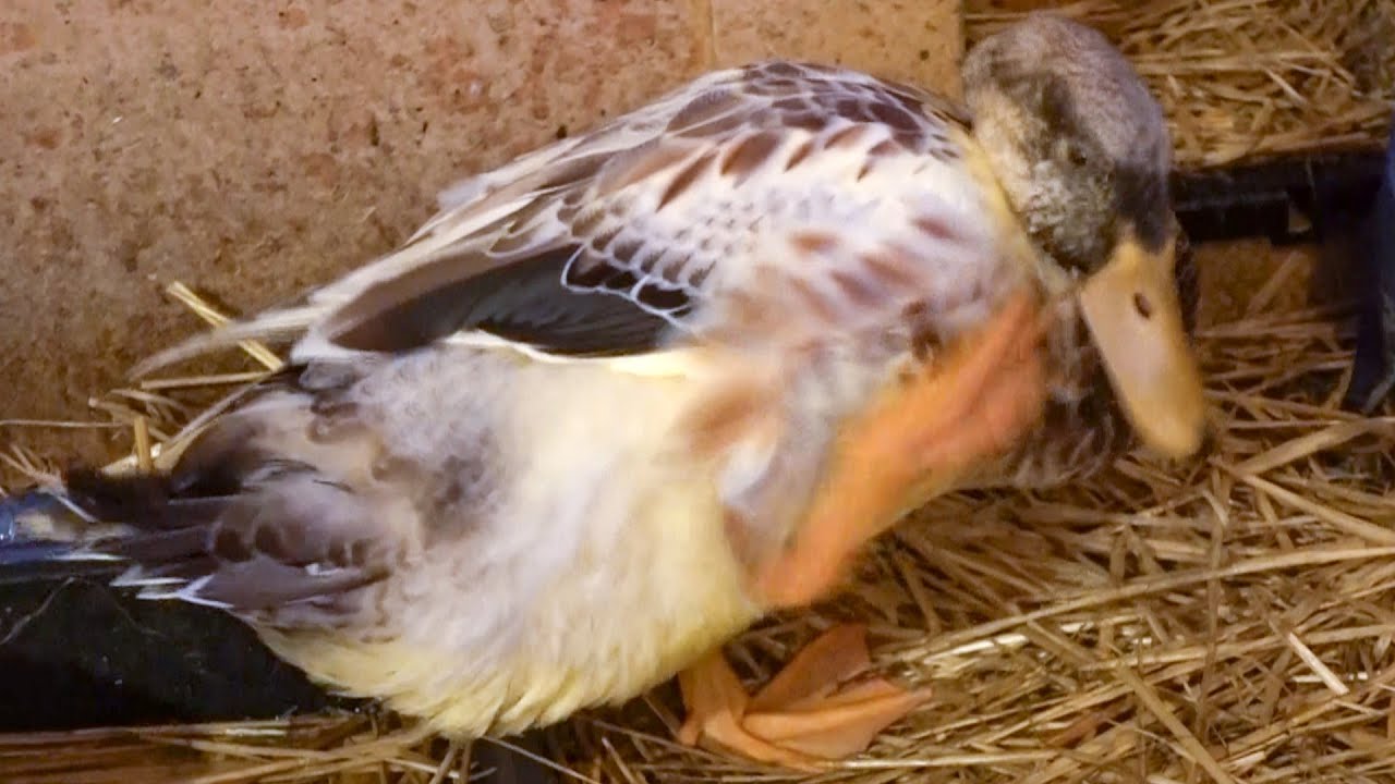 He's got the goose caboose! - YouTube