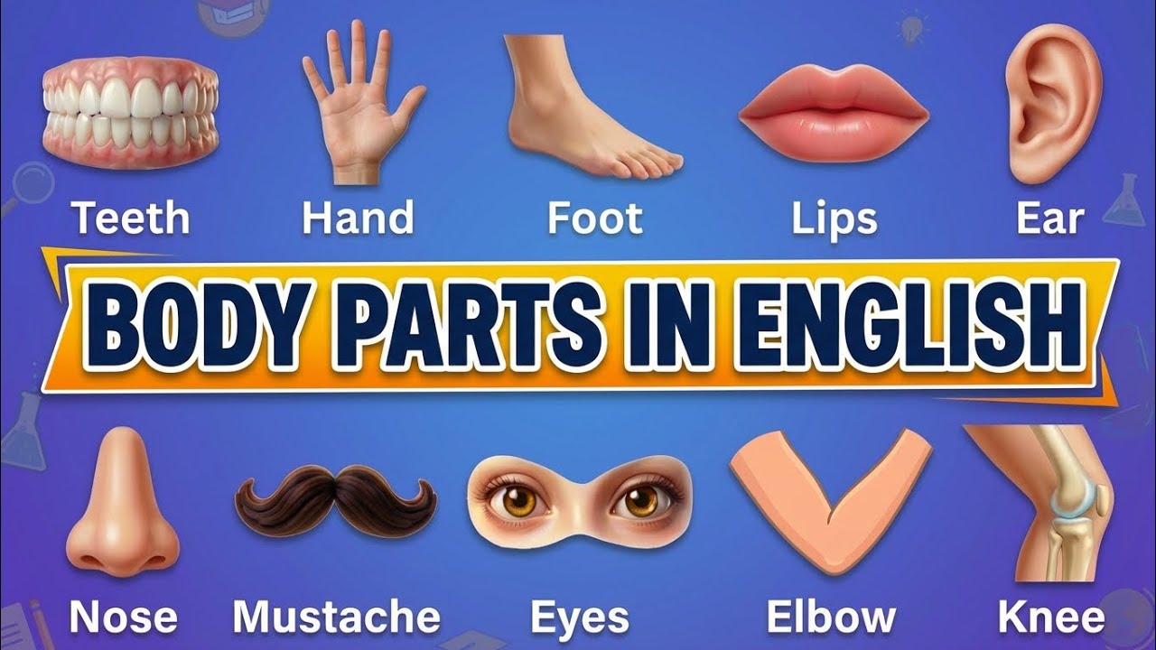 Daily Use Body Parts in English | Learn Fast & Easy - YouTube