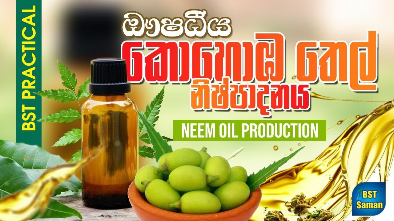 කොහොඹ තෙල්, Neem oil,.BST Practical,herbal oil, Neam leaf oil, - YouTube