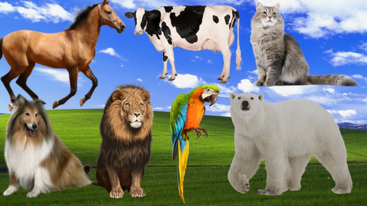 CUTE LITTLE ANINMALS - COW, CAT, DUCK, EAGLE, ELEPHANT, LION TIGER ...