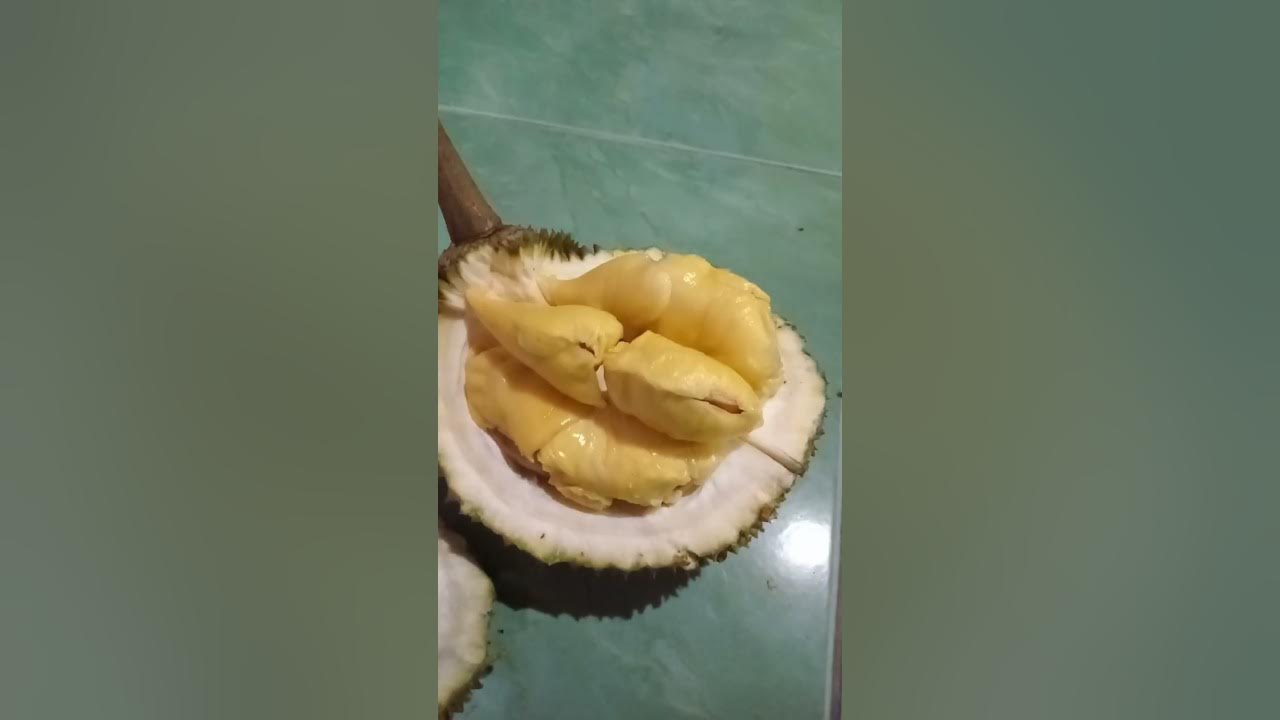 Unboxing Durian Musangking - YouTube