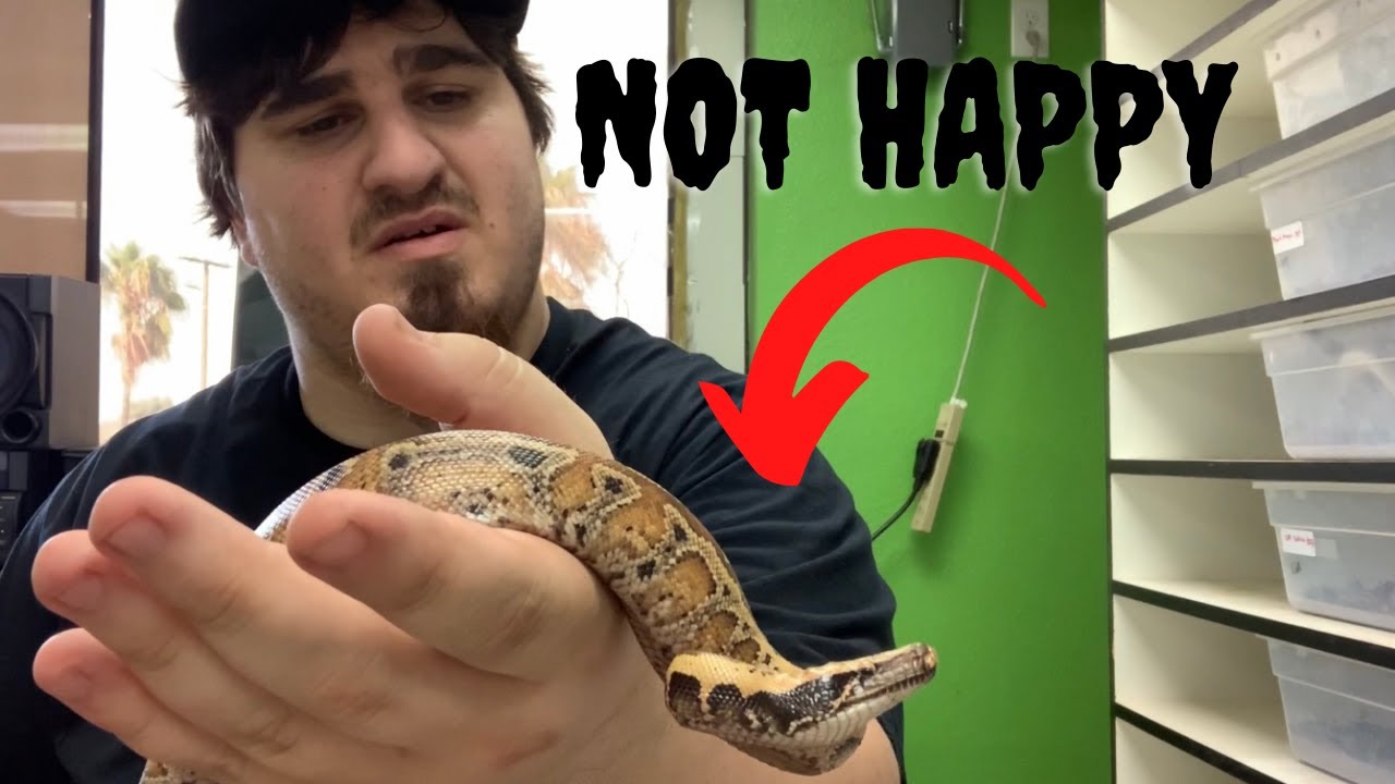 TRYING TO TAME OUT MY BLOOD PYTHON *vlog #3* - YouTube