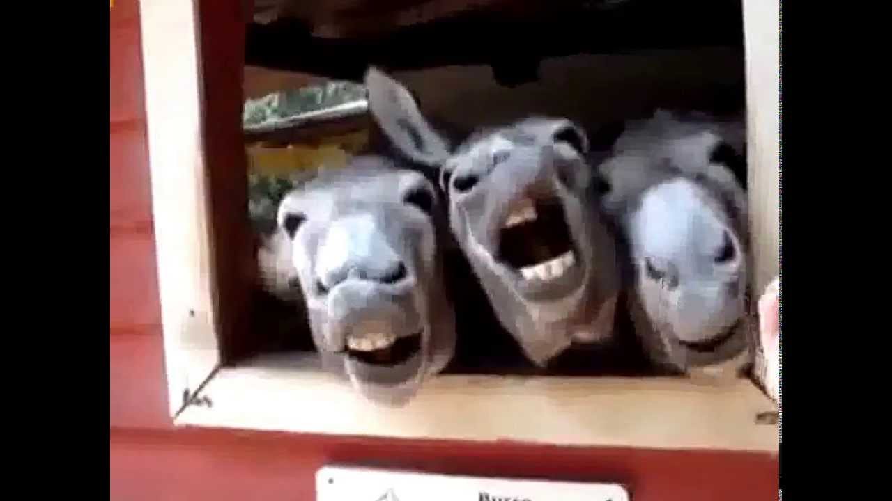 Donkeys Making Funny Faces
