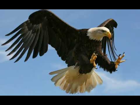 Some interesting facts about eagle in punjabi - YouTube
