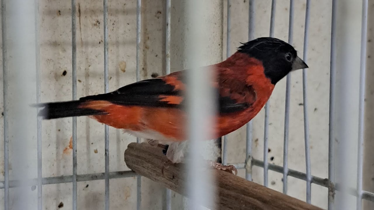 Tarins disponíveis na Agro Rui Barbosa - YouTube