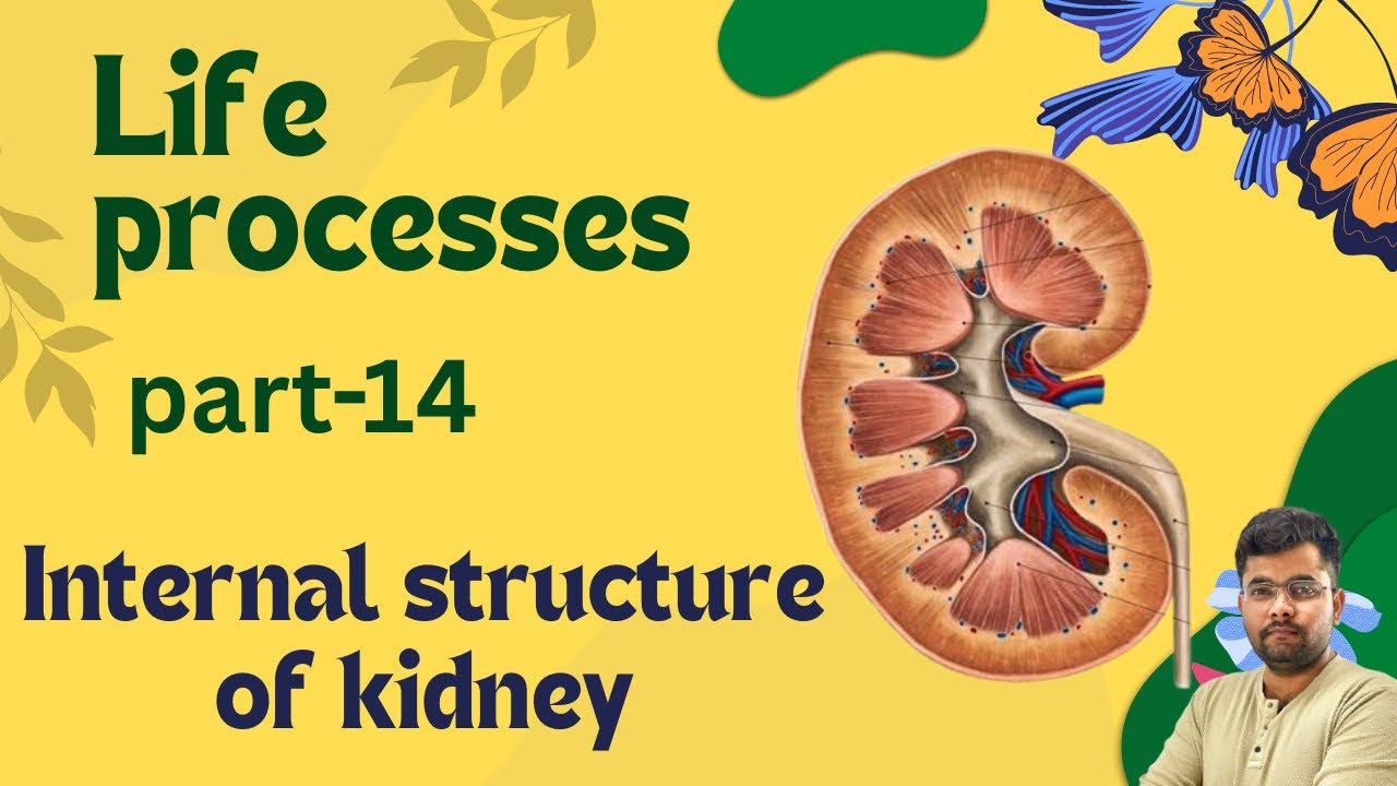 Life processes part-14 internal structure of kidney - YouTube