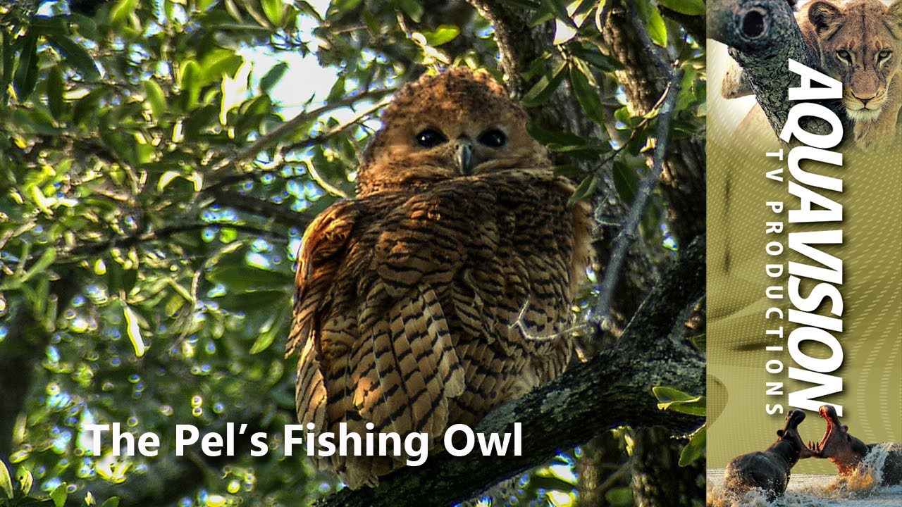 Pel's Fishing Owl Hunting Strategy and Riverine Forest Behaviour 🦅 # ...