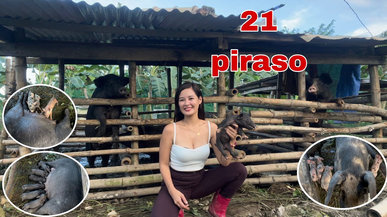 Mag Native Pigs kana! 21 biik nanaman ang nadagdag sa aking mga alaga ...