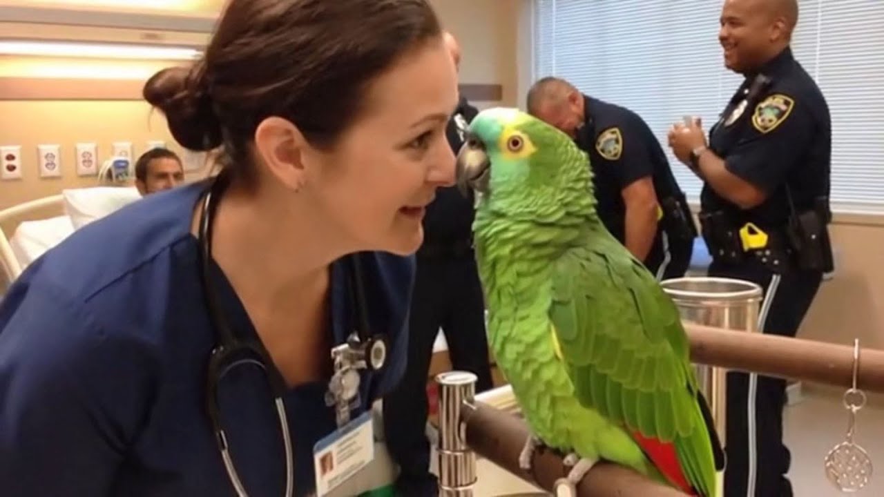 Savage Talking Parrot Roasts Doctor With Lisp Talk 🤣 | Viral Comedy ...
