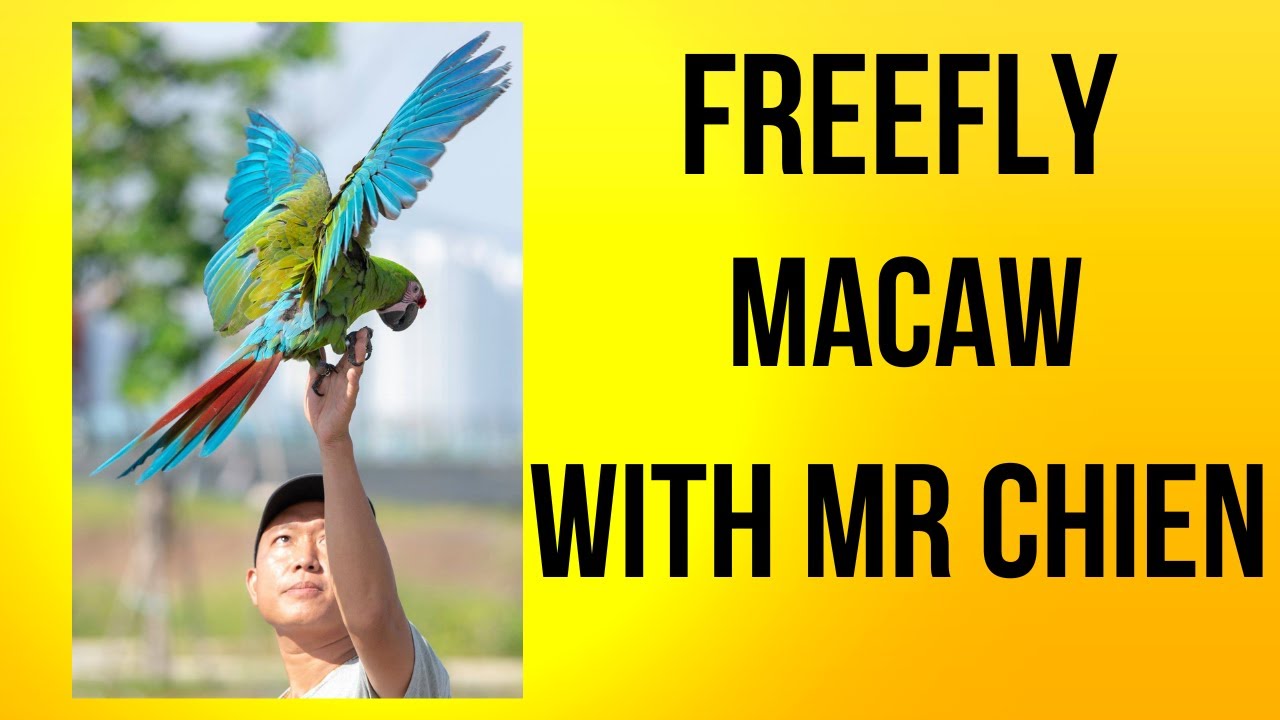 FreeFly Macaw - YouTube
