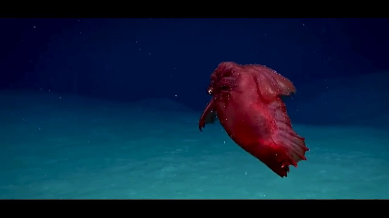Majestic Deep-Sea 'Headless Chicken Monster' Spotted in Southern Ocean ...
