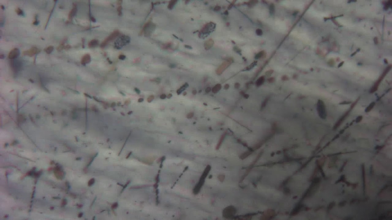 Inclusions dans un quartz au microscope polarisant (LC) - YouTube