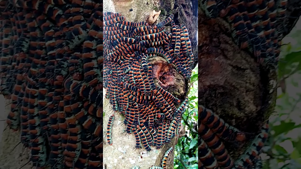 Jonocuiles, pochocuiles o kuetlas - YouTube