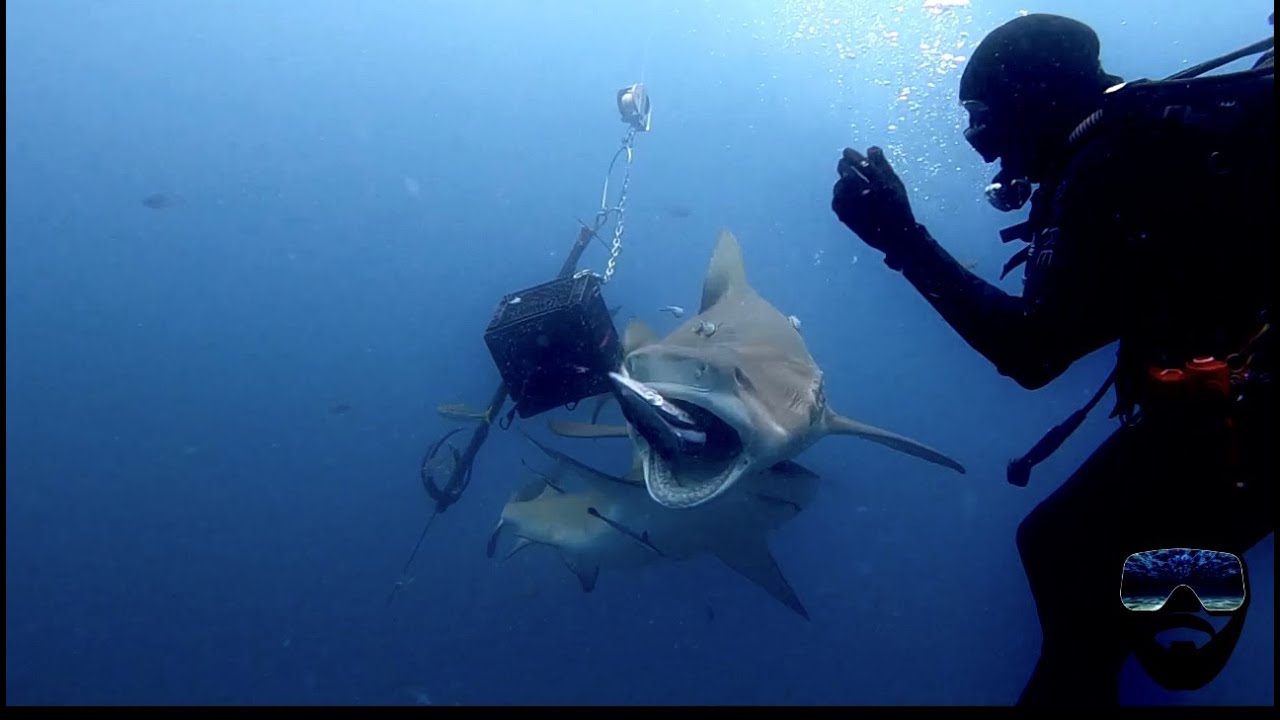 Emerald Shark Dive July 2, 2022 - YouTube