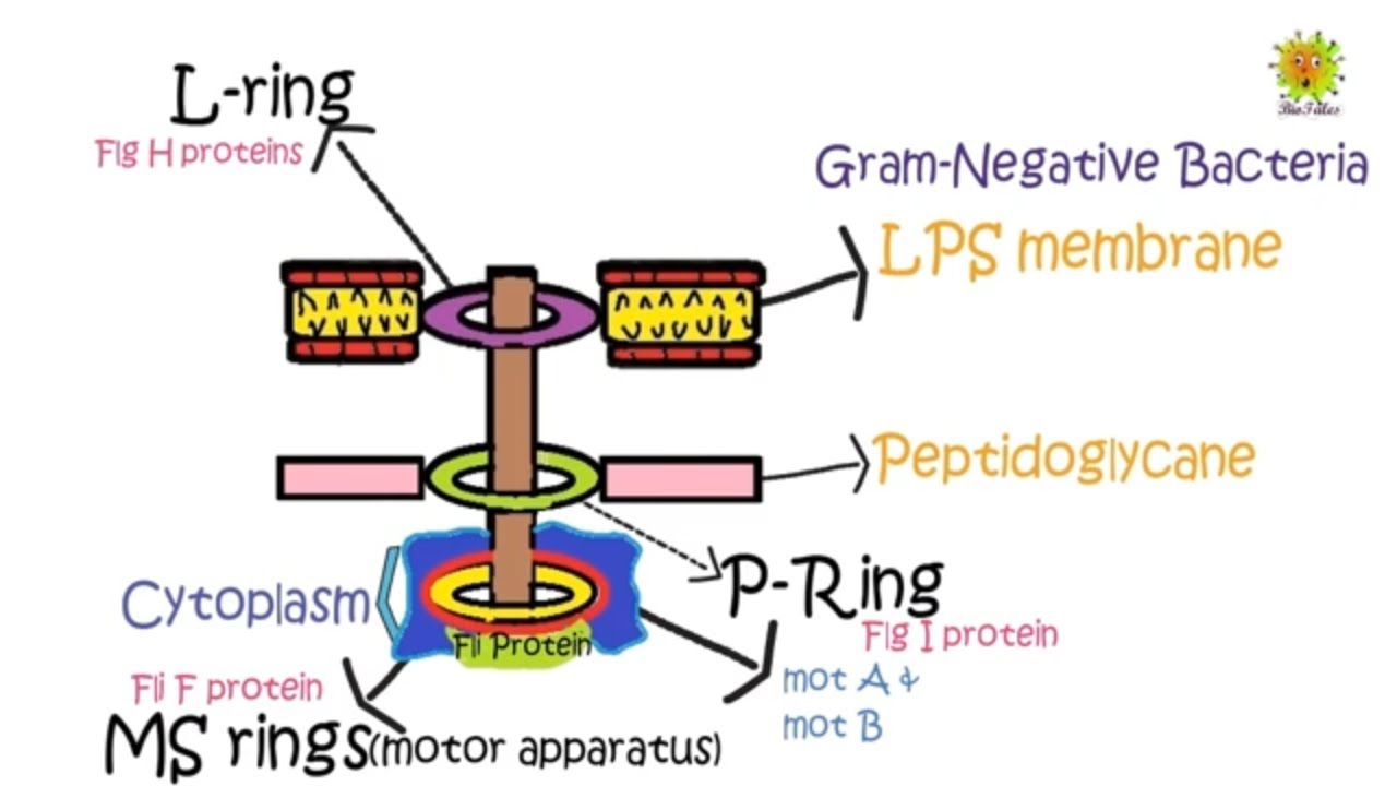 Structure and Arrangement of Bacterial Flagella - YouTube