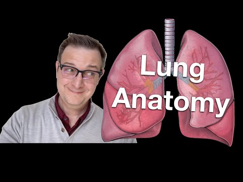 The Lungs: Lobes, Surfaces and Clinical Notes. #anatomy, #medstudent, #lung, #respiratorysystem