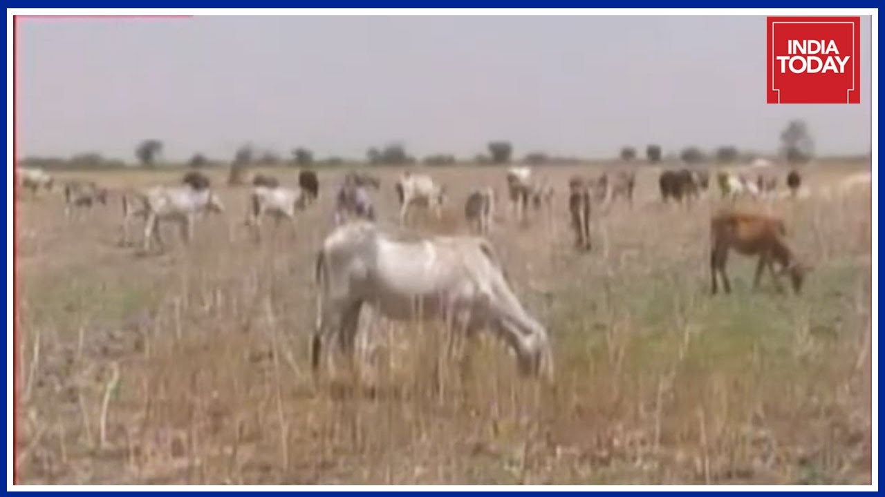 Cows Dying At Drought Hit Bundelkhand While Cow Vigilantes Are On ...