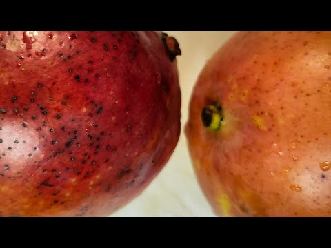 Cooking with Maudz23 is live!CUTTING  # #MANGO 🥭🥭🥭HANNAH TOMMY #VIRAL LIVE
