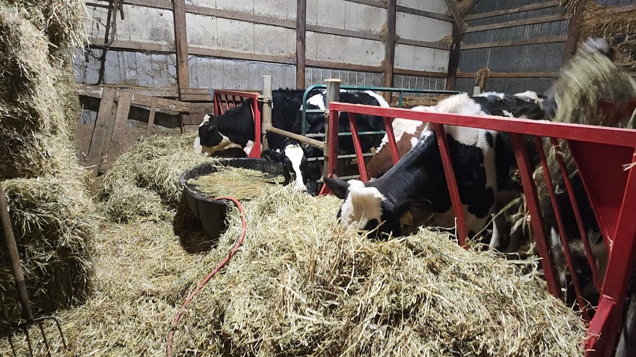 Feeding heifers, spreading a load of manure and cab tractor problems ...
