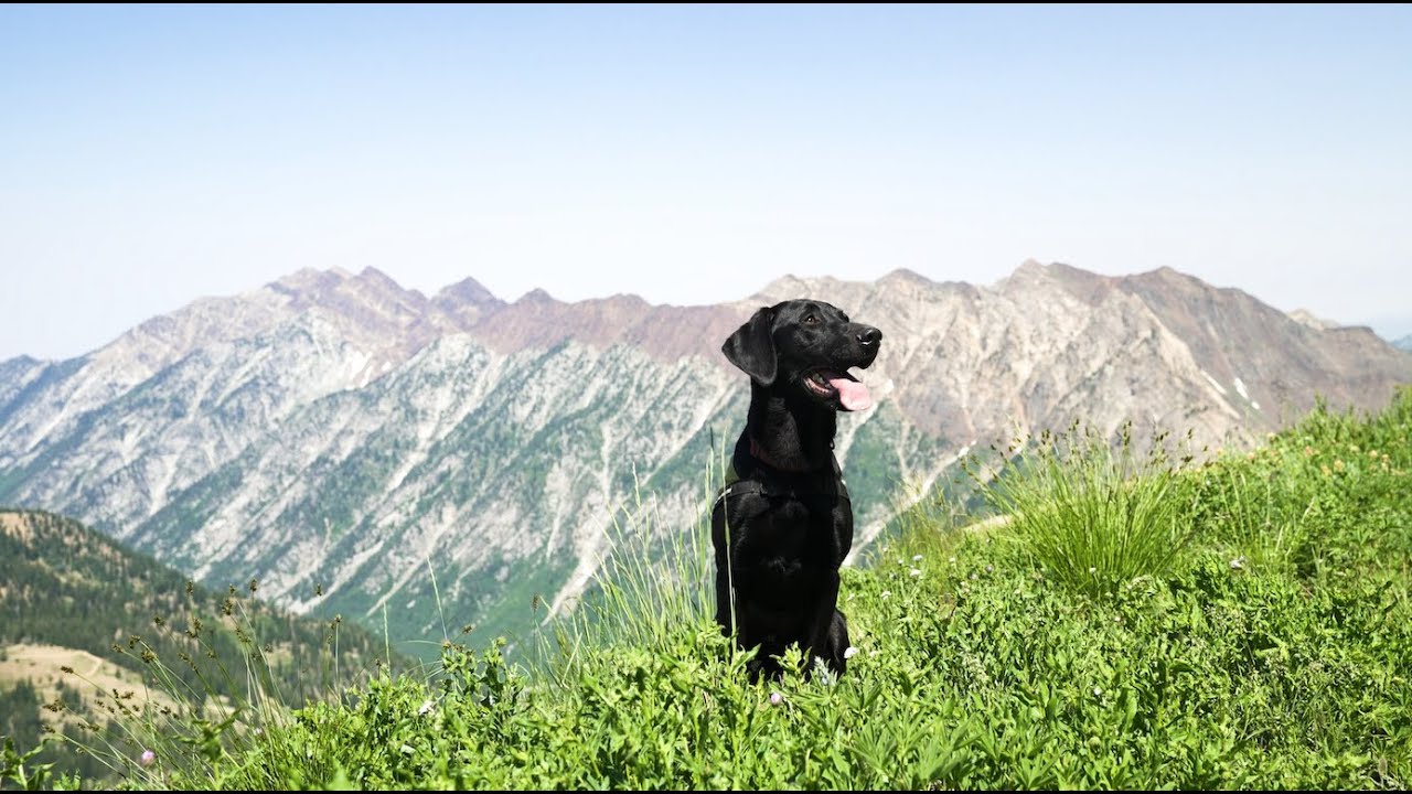 How an Avalanche Rescue Dog Gets Certified | Snowbird - YouTube