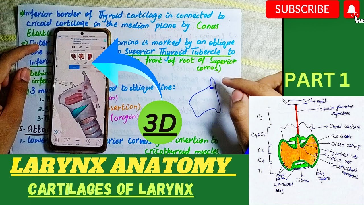Larynx Anatomy 3d | Cartilages of Larynx | Part 1 | Head and Neck ...
