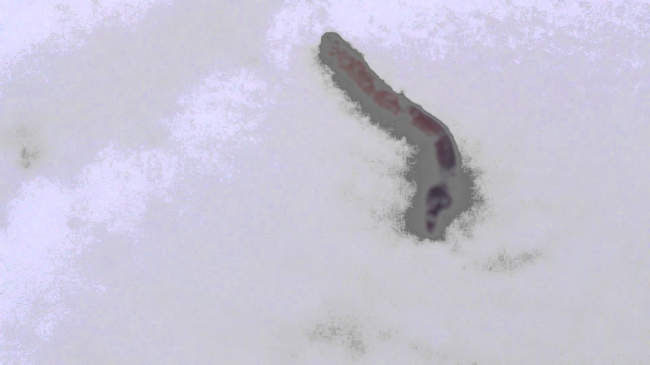 Earthworm on snow - YouTube