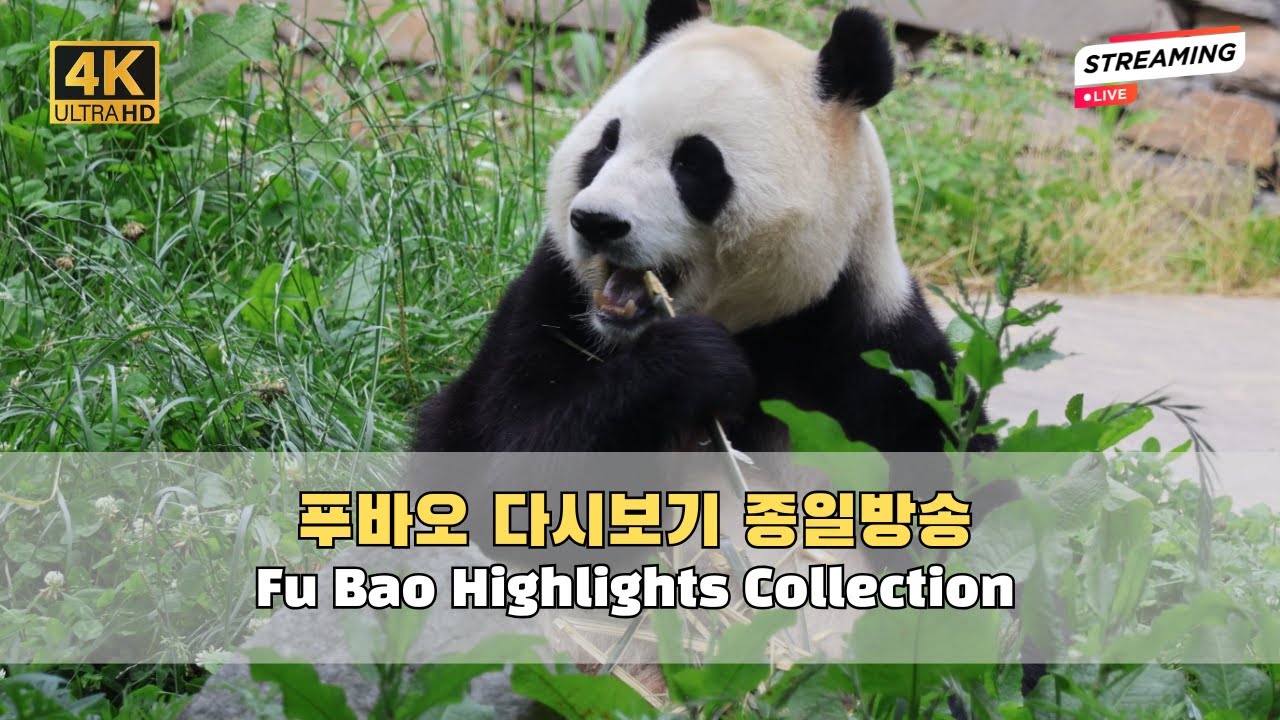 6월 둘째주간의 푸바오 영상 모음을 4K 고화질 고음질 방송으로 만나보세요.(4K Fubao Live Broadcasting ...