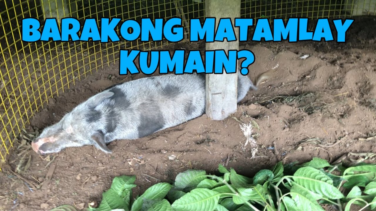May barakong matamlay kumain! Ano ang ating gagawin? - YouTube