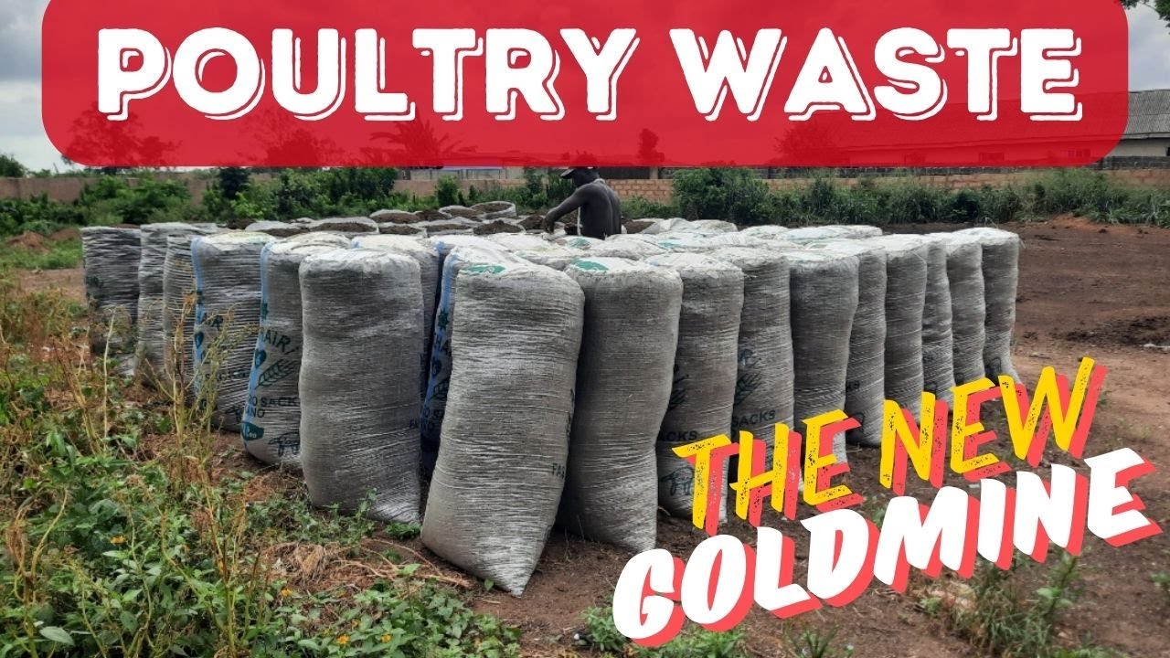 Poultry Waste Is The New Goldmine In Africa | How Much A Bag Of Poultry ...