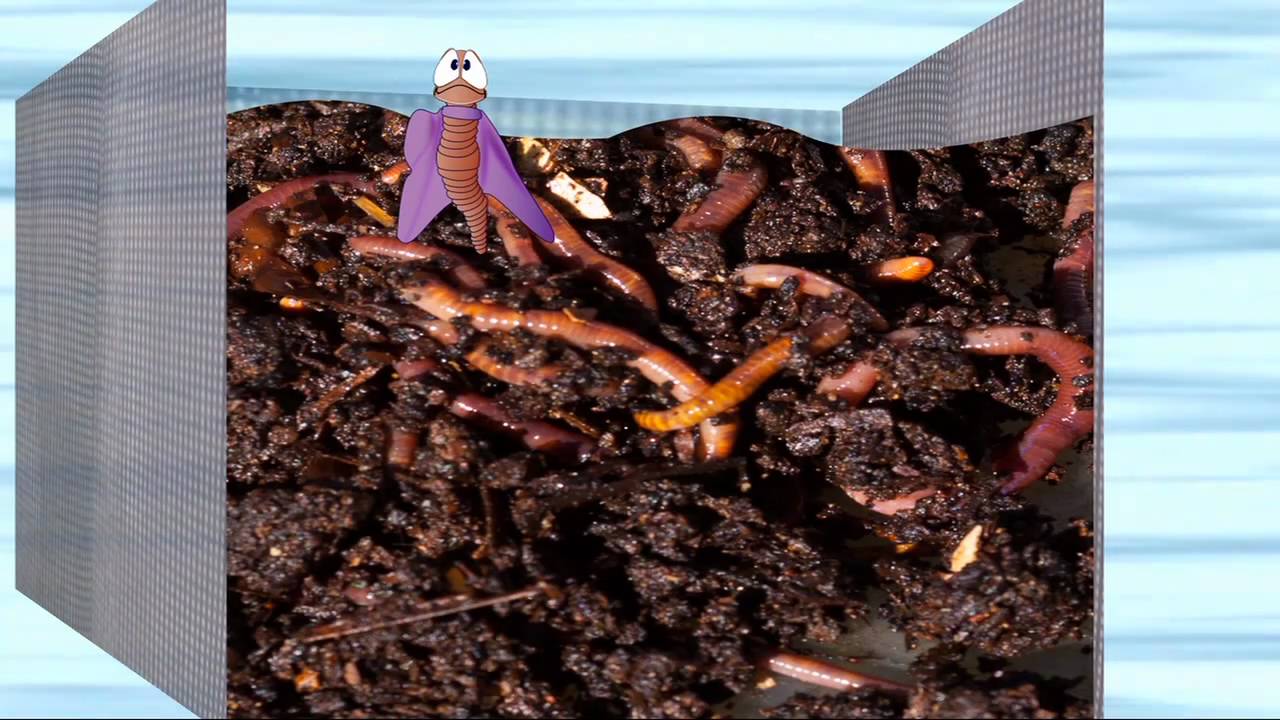 Cascade Worms and Compost Worm Bag - YouTube