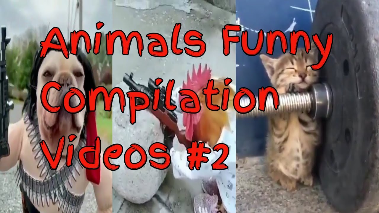 Animals Funny Compilation Videos #2 - YouTube