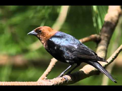 Cabeza De Café Pájaro: Un Ave Inteligente Y Colorida | Loros Y Guacamayos