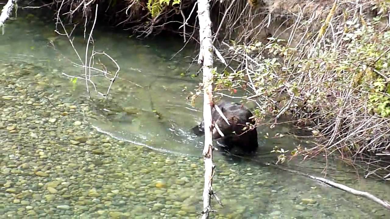 Grizzly Bear in Bute Inlet, BC - YouTube