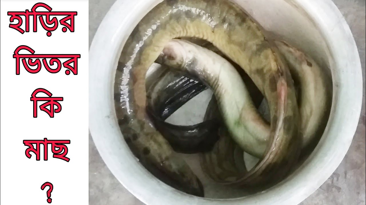 Many big baim fish have been caught from Sirajganj Jamuna river. Today ...