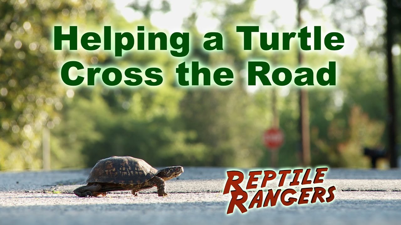 Helping A Turtle Cross The Road YouTube Helping A Turtle Cross The Road YouTube